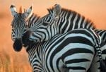 Have You Herd? What Zebras and CVID patients have in common ...