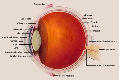 Orphan Eye Disease Drug News: When Your Eyes are Affected – Patient Worthy