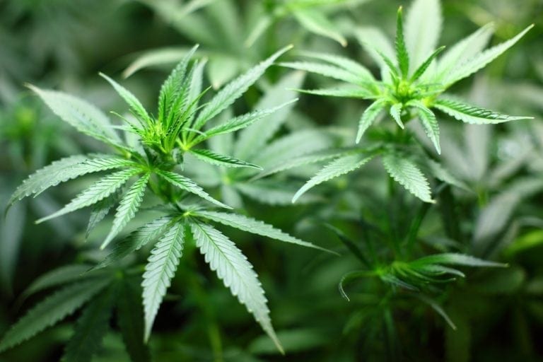 First Drug Made From Cannabis Approved by the FDA For Dravet Syndrome ...